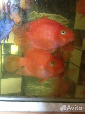 Рыба- попугай
