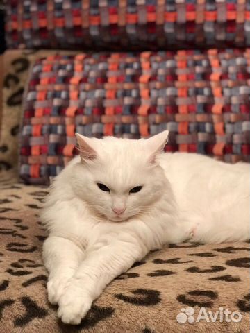 Ангорский кот