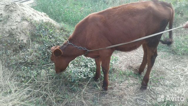 Тёлочка(7месяцев)