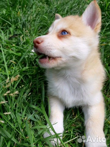 Замечательный щенок полу хаски