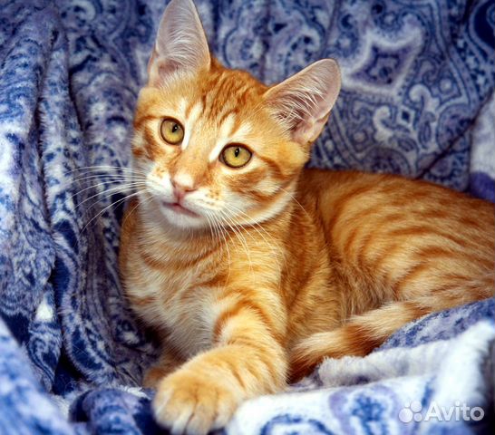 Котенок Кеша