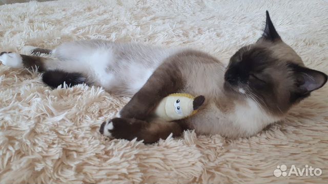 Тайский Сноу-Шу мальчик