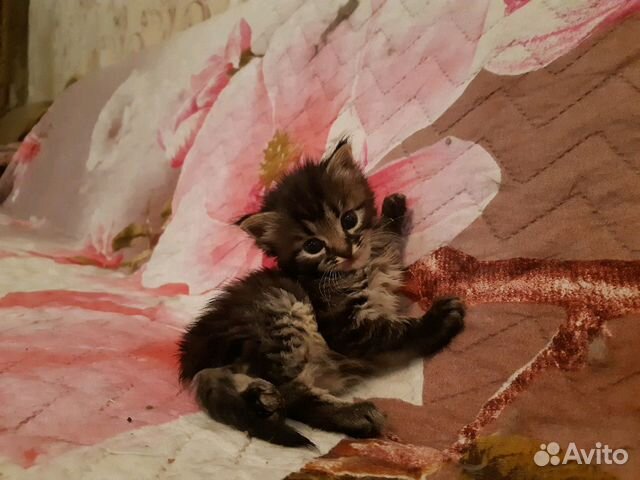 Детки котятки ищут семью