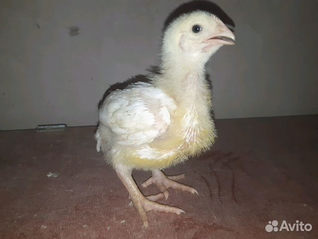 Утята, перепела, цыплята бройлеры, цыплята кур раз