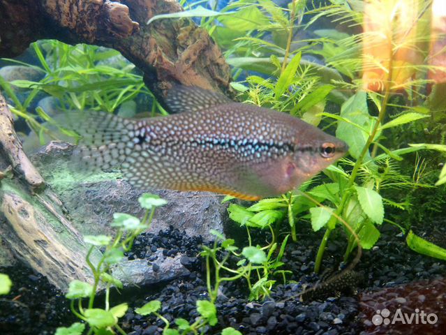 Гурами жемчужный
