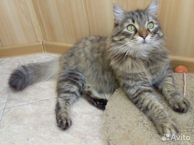 Кошечка Мура настоящее сокровище из приюта