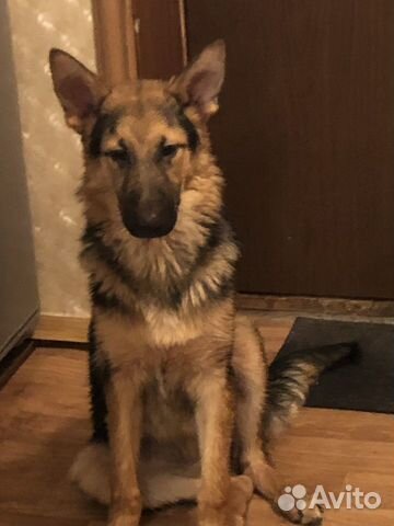 Отдам щенка овчарки 5-6 месяцев, кобель, найден на
