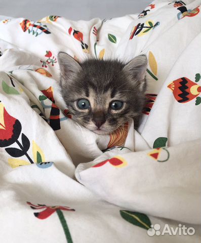 Серый мальчишка ищет дом)