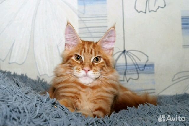 Супер котик мейн кун