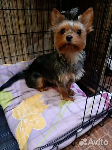 Йорк девочка 1 год