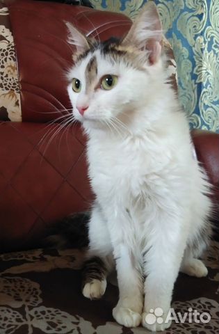 Отдам кошечку