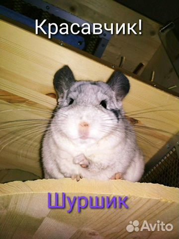 Пара шиншилл +клетка-витрина