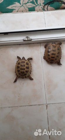 Сухопутная черепаха торг