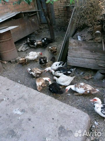 Индаутки, гуси