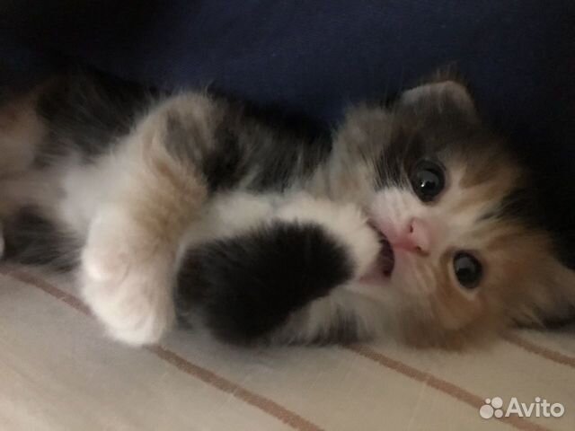Котёнок