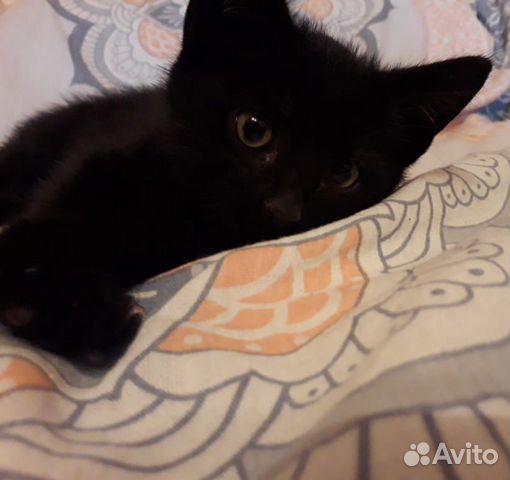 Двухмесячный котёнок