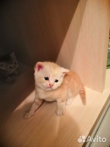 Шотландские котята