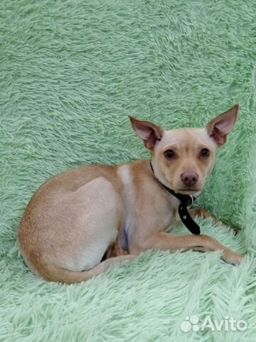 Агата, 1.5 года, 35 см