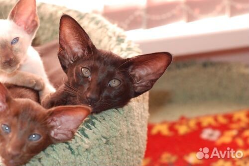 Черные ориентальные котята