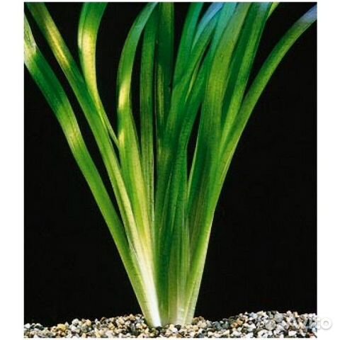 Валлиснерия