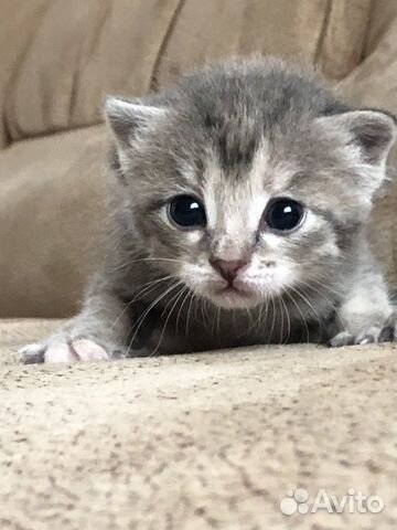 Отдам миленьких котят