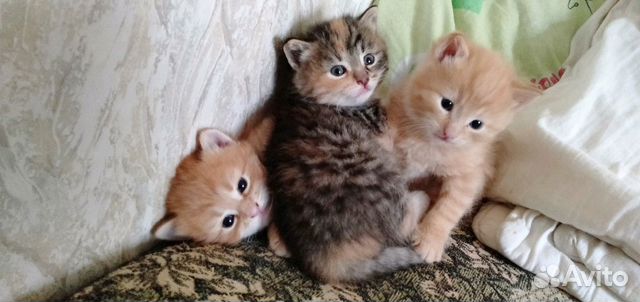 Котята домашние 1 месяц