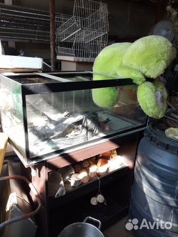 Аквариум для торговли рыбой