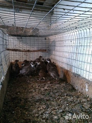 Фазанята Корнелл Розелла