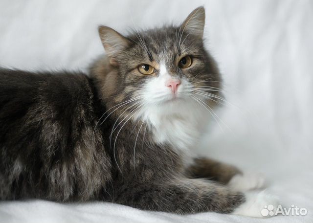 Шикарный котяра Пуша ищет семью