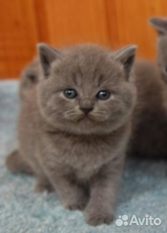 Британские малыши