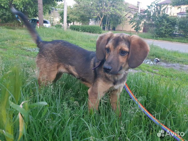 Ищет дом щенок Гарри