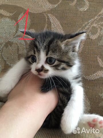Котик в добрые руки, кошка котята кот котенок
