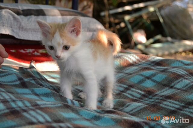 Котенок 1,5 месяца