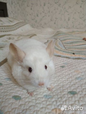 Шиншиллы, носители ангоры