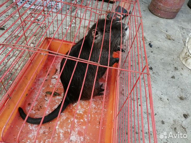 Продаётся семья нутрий