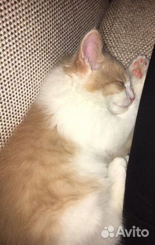 Отдам в добрые руки самого лучшего котика на свете
