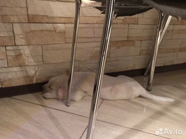 Симба