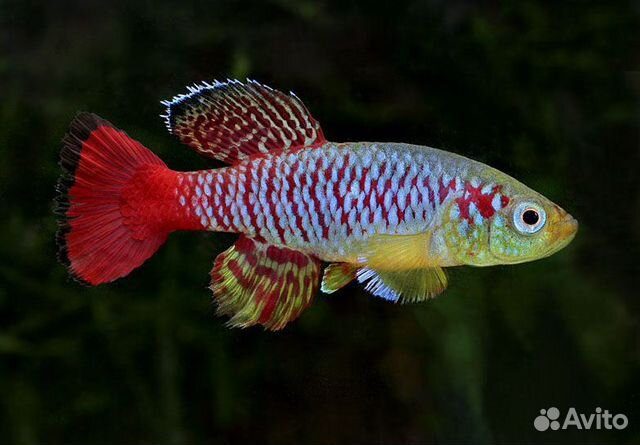 Киллифиш нотобранхиус гюнтера