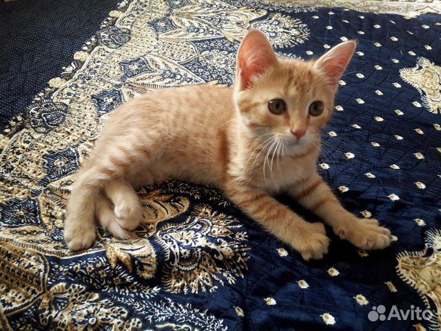 Котенок Лео 2,5 мес в добрые руки