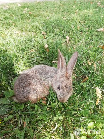 Кролик 3 мес бесплатно в хорошие руки