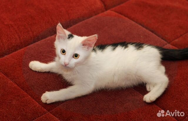 Девочка 3,5- 4 мес