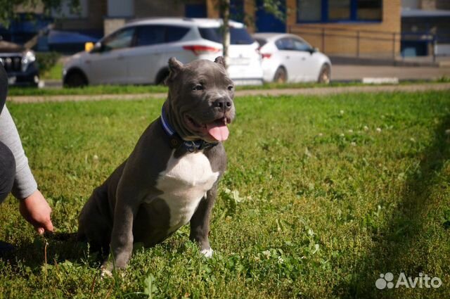 Американский булли. Мальчик