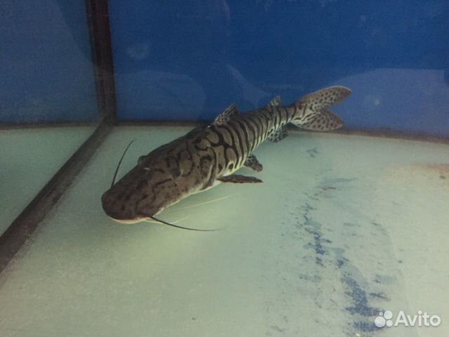 Псевдоплатистома тигровая