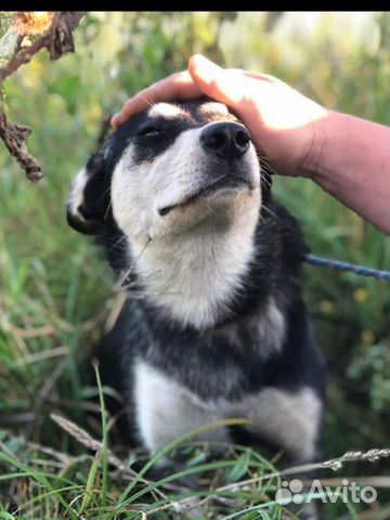 Щенок-девочка, метис маламута, в добрые руки