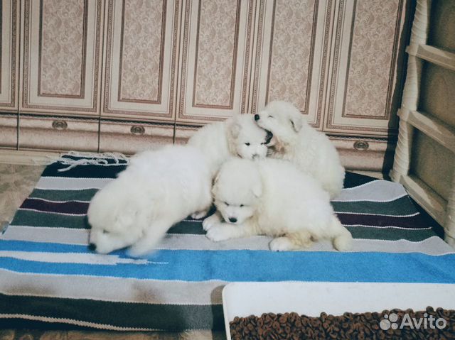 Щенки самоедской лайки