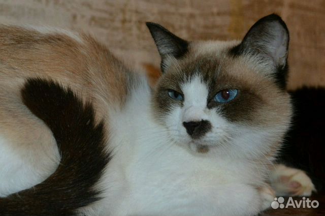 Кошка