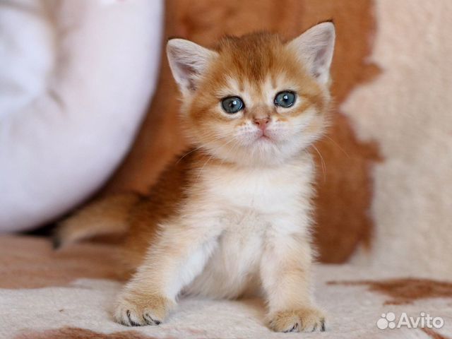 Роскошная кошечка страйтизолотя шиншилла