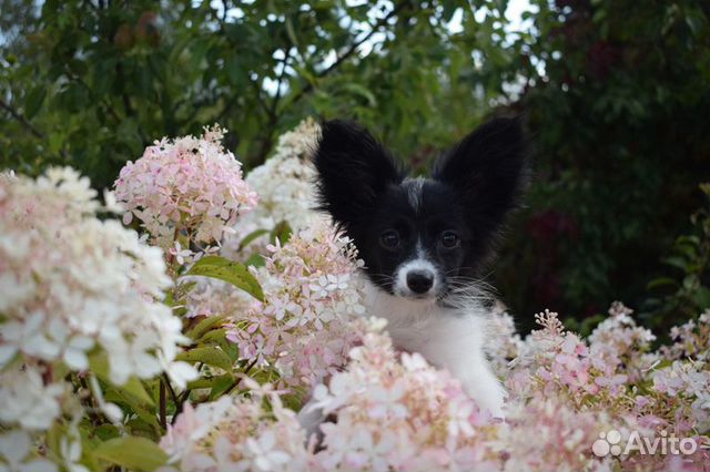 Папийон девочка