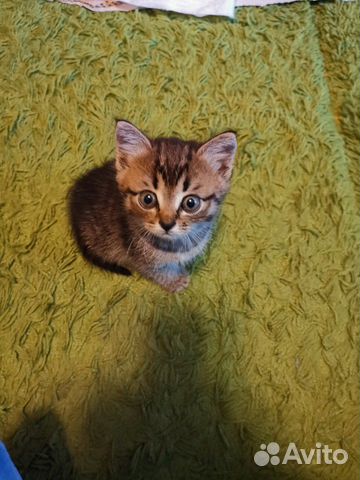 Котяточка в добрые-добрые руки