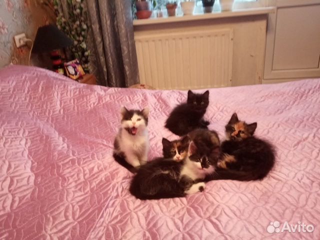 Котята от Сибирской кошки